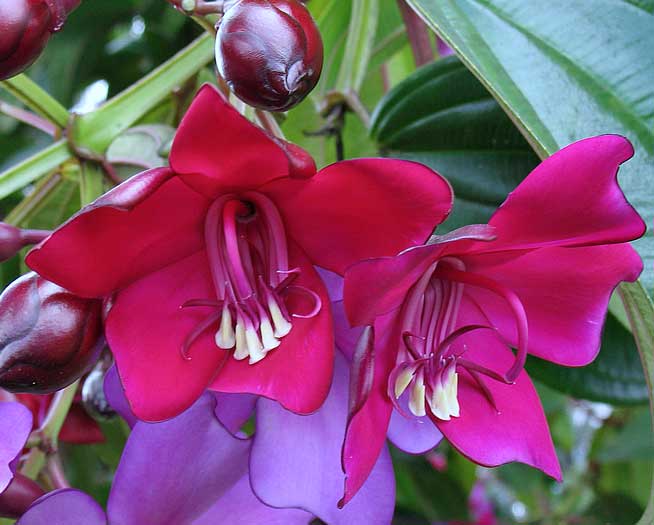 Meriania nobilis | Amaraboyo | 20_Seeds – Butterfly Garden Seeds