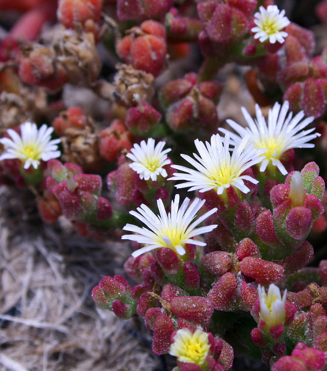 Mesembryanthemum crystallinum | Ice Plant | Crystalline Iceplant | 100 ...