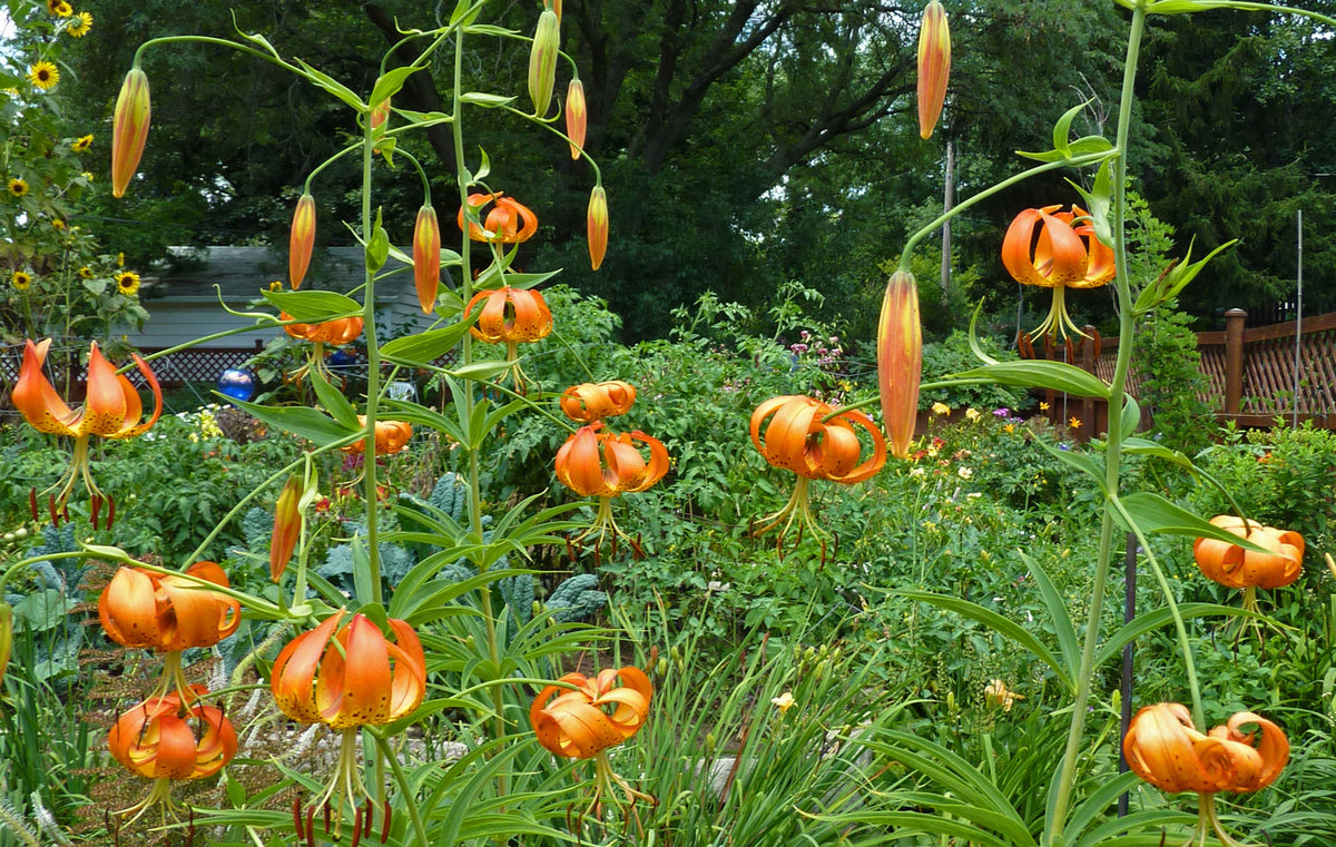 Lilium michiganense | Michigan Lily | 10_Seeds – Butterfly Garden Seeds