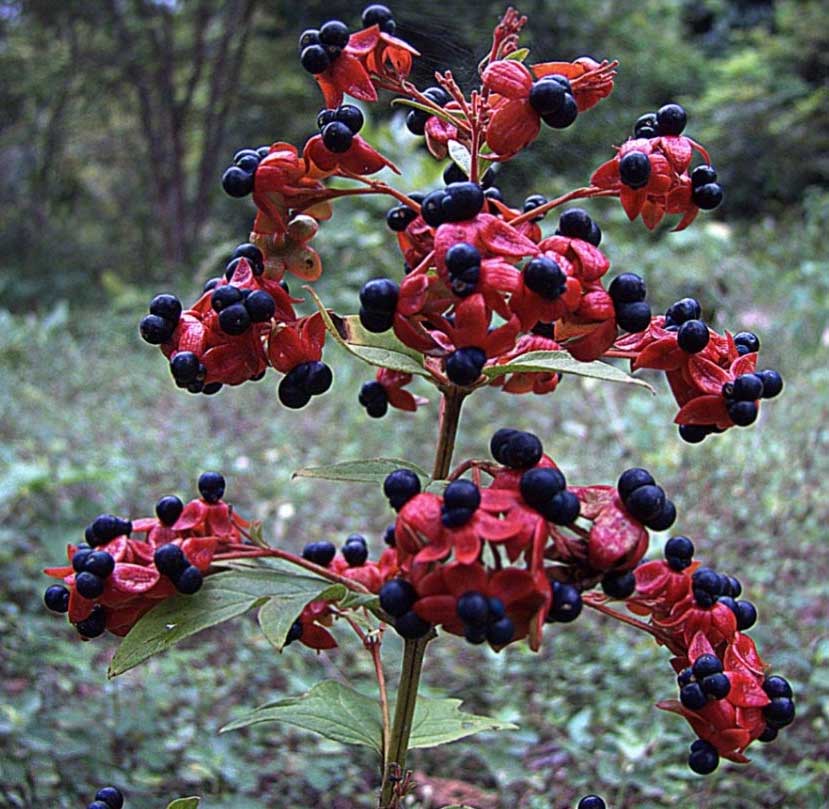 Ochna serrulata | Birds Eye | Mickey Mouse Bush | Small Leaved Plane ...
