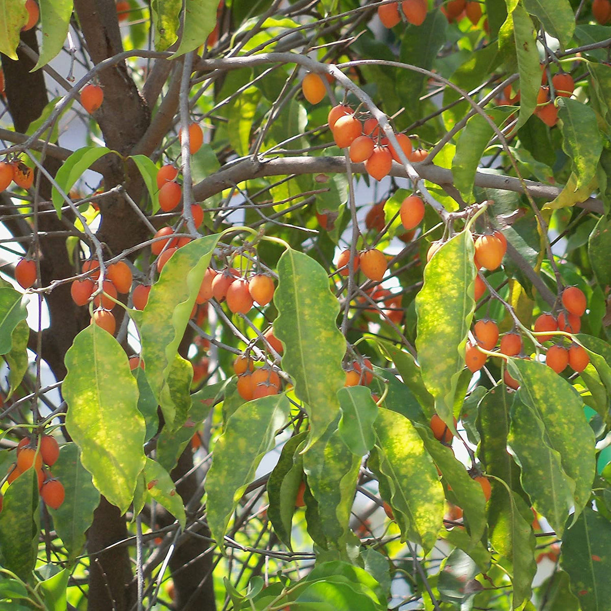 Mimusops elengi | Bakul Tree | Bullet Wood | Spanish Cherry| Red Condo ...