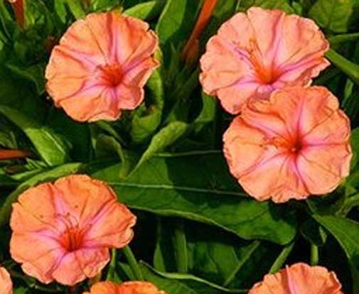 Mirabilis jalapa Salmon Sunset | Four OClock | Marvel Peru | 5_Seed ...
