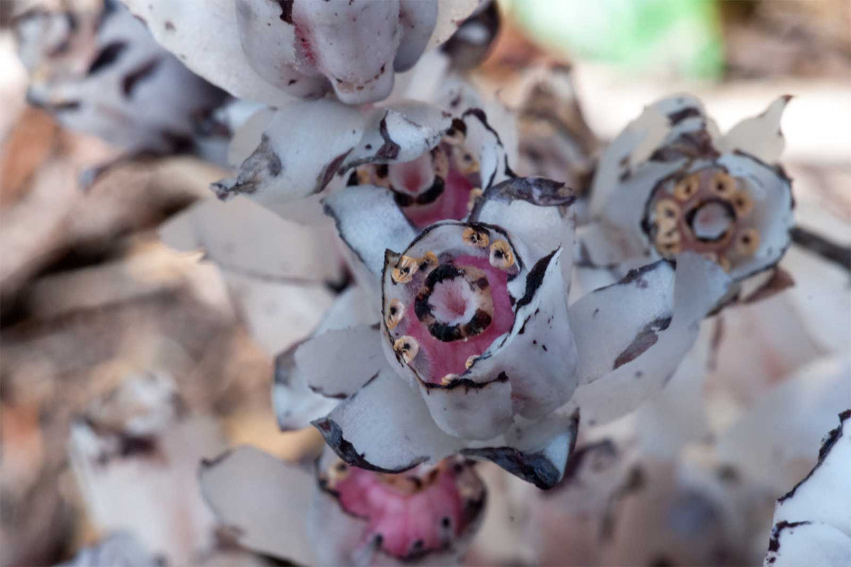 Monotropa uniflora | Ghost Plant | Indian Pipe | Corpse-plant | 100_Se ...