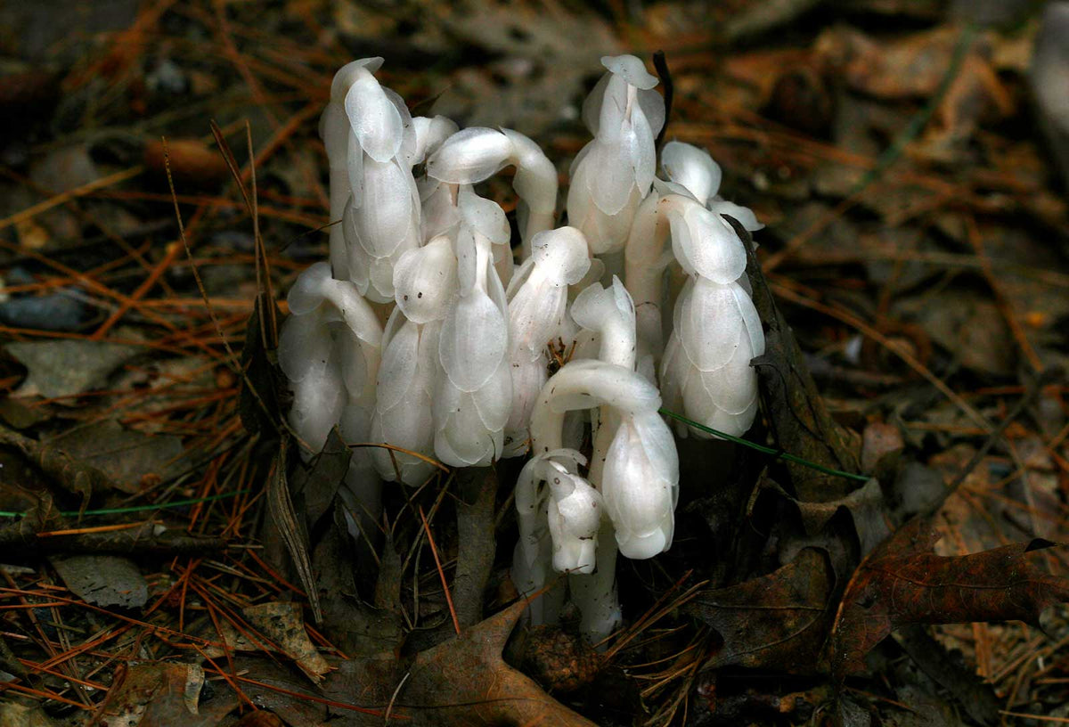 Monotropa uniflora | Ghost Plant | Indian Pipe | Corpse-plant | 100_Se ...