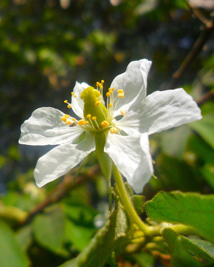 Muntingia calabura | Calabura| Panama Berry |Capulin| Jamaican Cherry ...