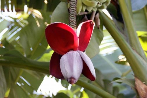 Musa balbisiana | Wild Banana | 10_Seeds – Butterfly Garden Seeds