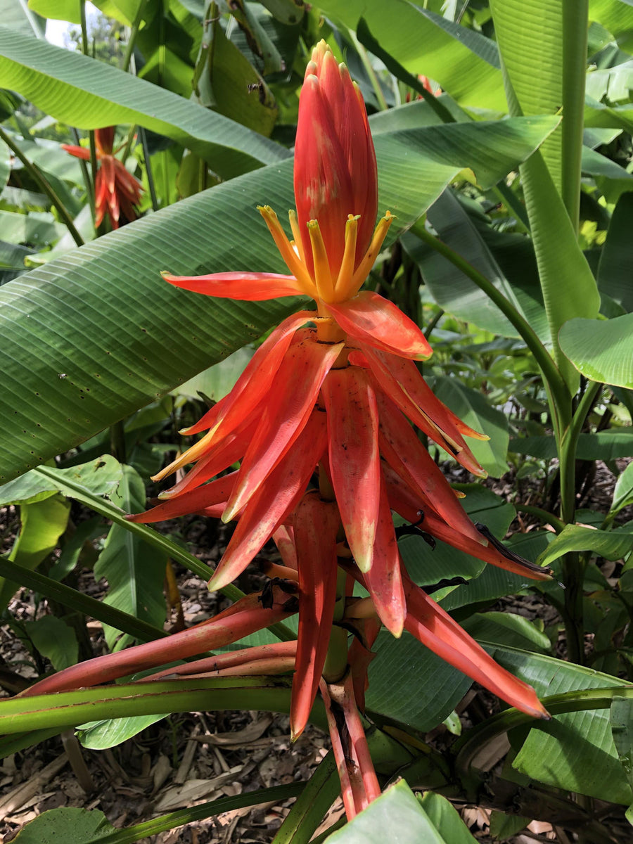 Musa haekkinenii | 10_Seeds – Butterfly Garden Seeds