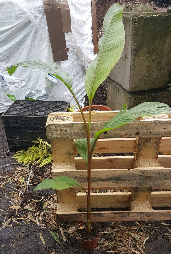 Musa velutina markkuana | 10_Seeds – Butterfly Garden Seeds