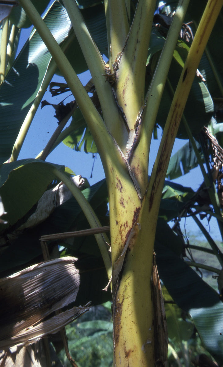 Musa ochracea | 20_Seeds – Butterfly Garden Seeds