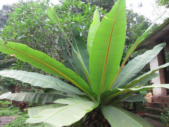 Musa sikkimensis | Darjeeling & Hookers Hardy Banana | 5_Seeds ...