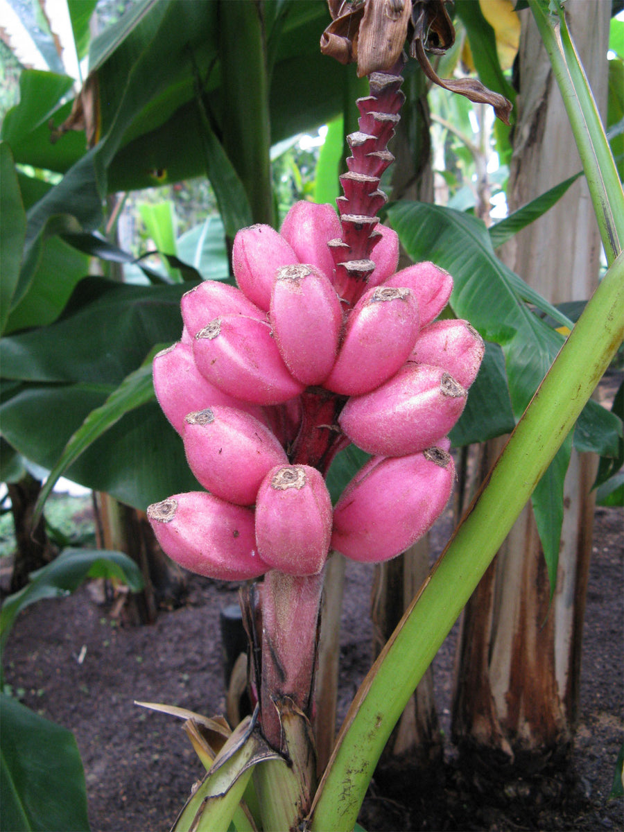 Musa velutina | Hairy Pink Banana | 10_Seeds – Butterfly Garden Seeds