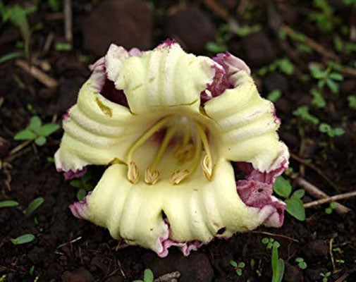 Oroxylum indicum | Midnight Horror|Broken Bones Plant |Indian Trumpet ...