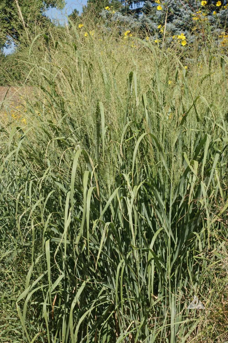 Panicum virgatum Sunburst | 100_Seeds – Butterfly Garden Seeds