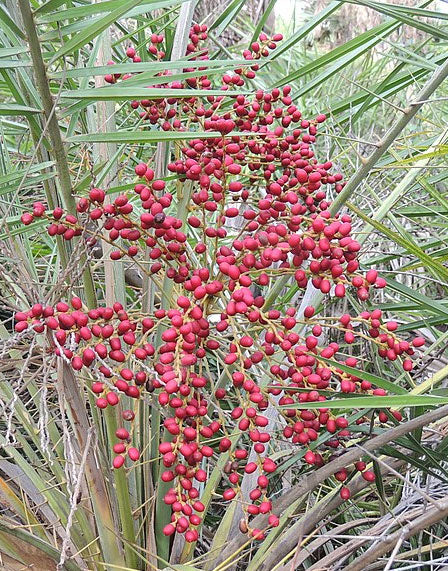 Phoenix pusilla | Ceylon Date Palm | Flour Palm | 5_Seeds – Butterfly ...