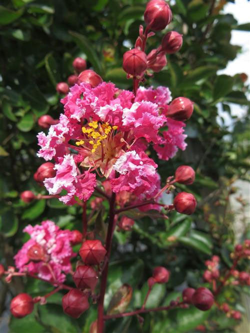 Lagerstroemia indica Raspberry Sundae | 10_seeds – Butterfly Garden Seeds
