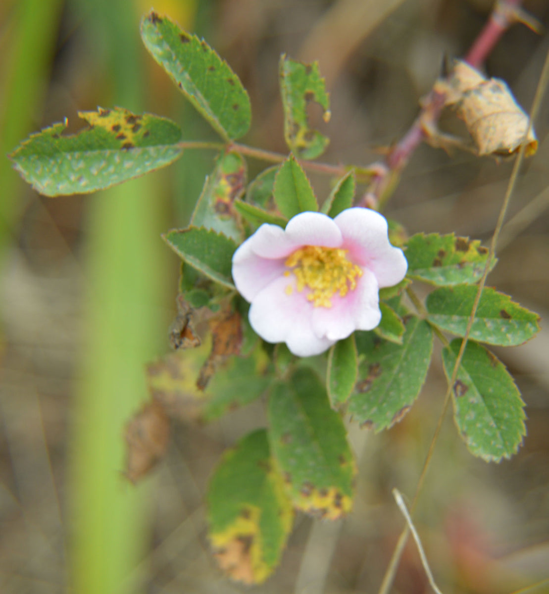 Rosa californica | California Wildrose | 10_Seeds – Butterfly Garden Seeds