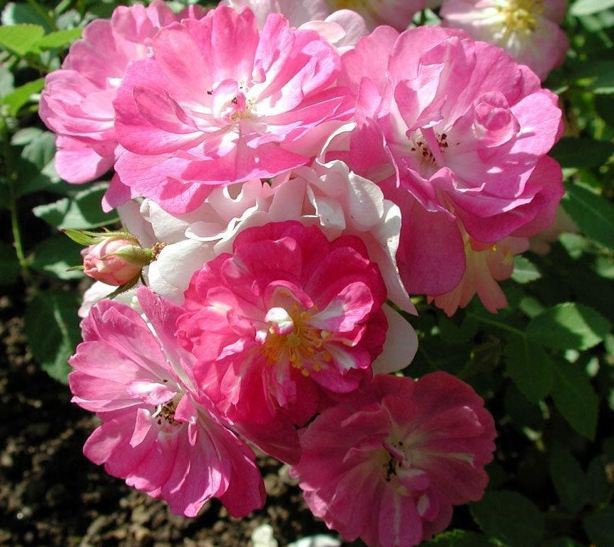 Rosa chinensis Angel Wings | Miniature Rose | 10_Seeds – Butterfly ...