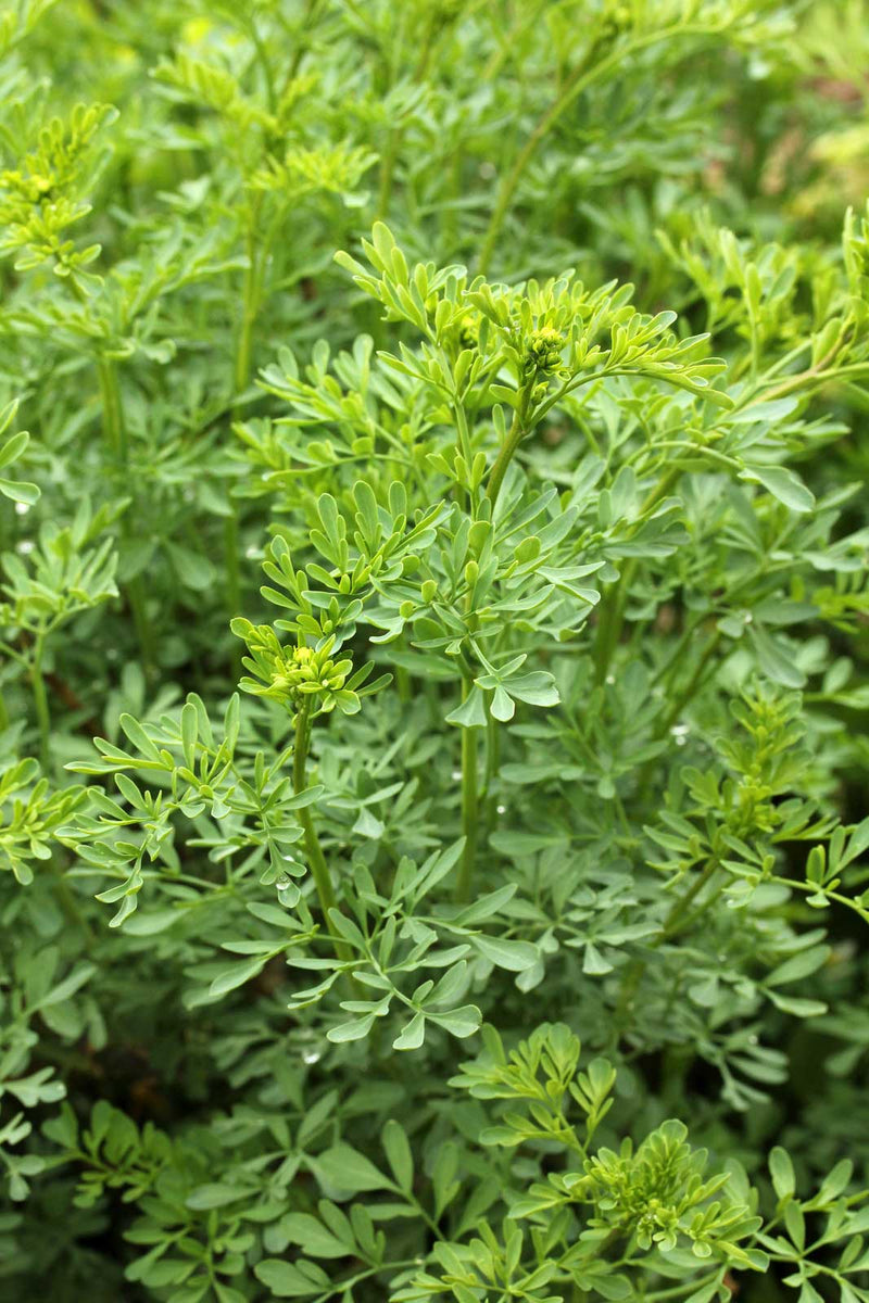 Ruta graveolens | Common Rue | Herb of Grace | Herbygrass | 20_Seeds ...