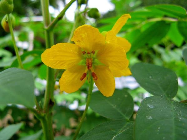 Senna occidentalis | Coffee Senna | Stinking Weed | 50_Seeds ...