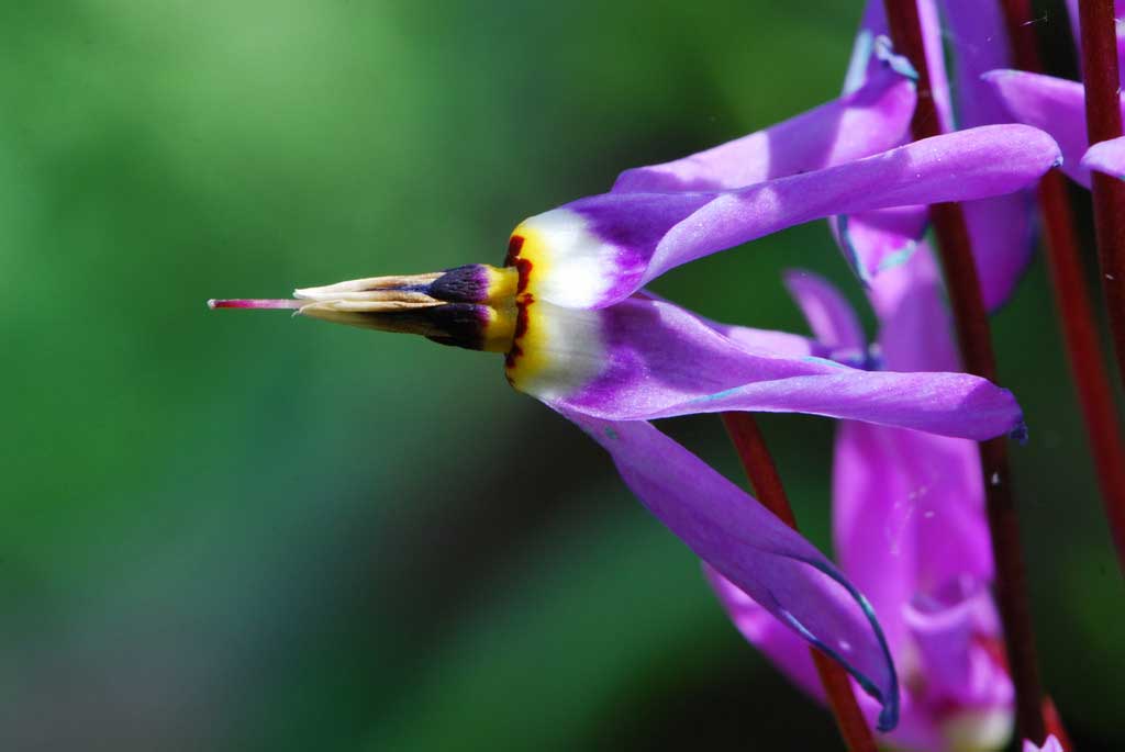 Dodecatheon amethystinum | Amethyst Shooting Star | 50_Seeds ...