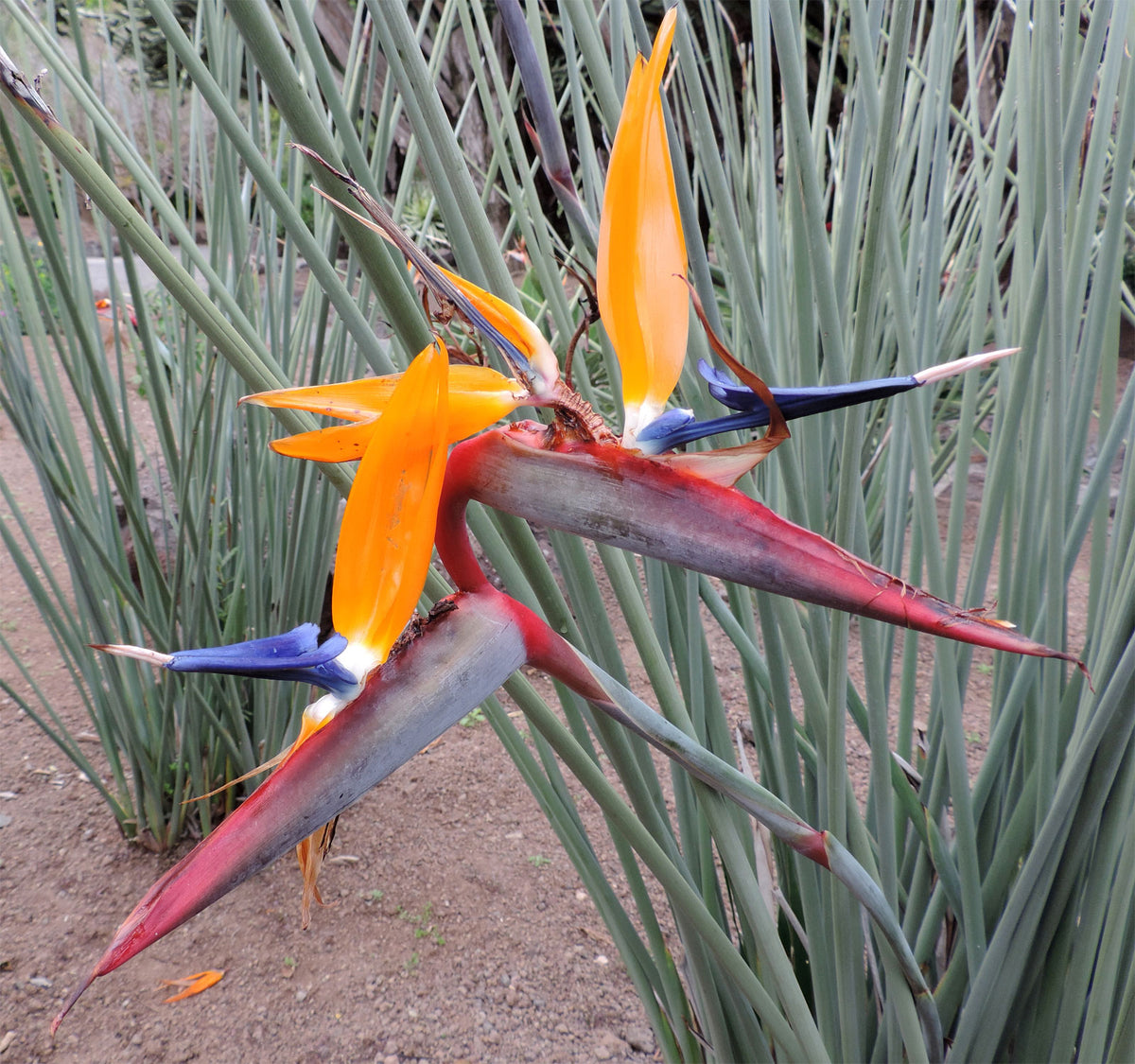 Strelitzia juncea | Narrow Leaved Bird of Paradise | Crane Flower | 20 ...