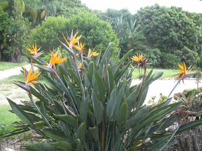 Strelitzia reginae Dwarf | 5_Seeds – Butterfly Garden Seeds