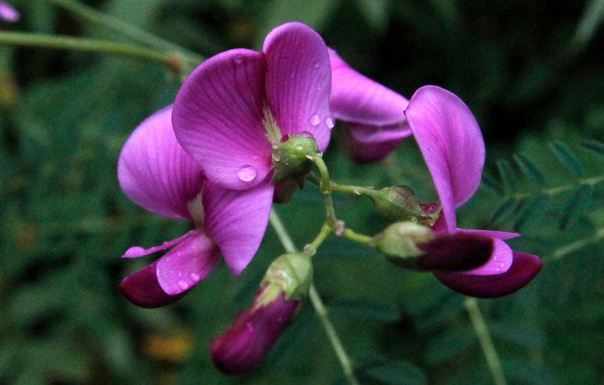Swainsona galegifolia | Smooth Darling Pea | 50_Seeds – Butterfly ...
