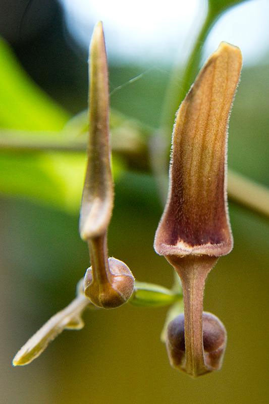 Aristolochia tagala | Indian Birthwort | 10_Seeds – Butterfly Garden Seeds