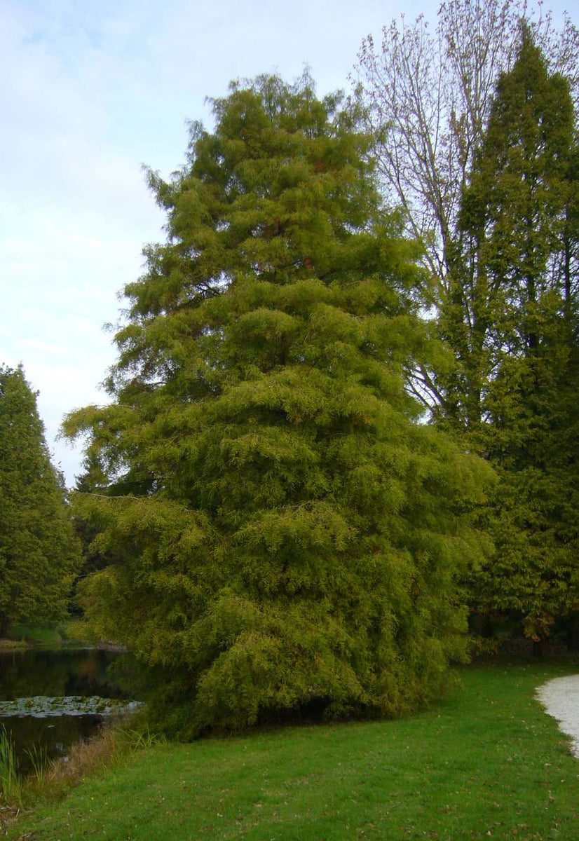 Taxodium distichum | Deciduous Cypress | 10_Seeds – Butterfly Garden Seeds