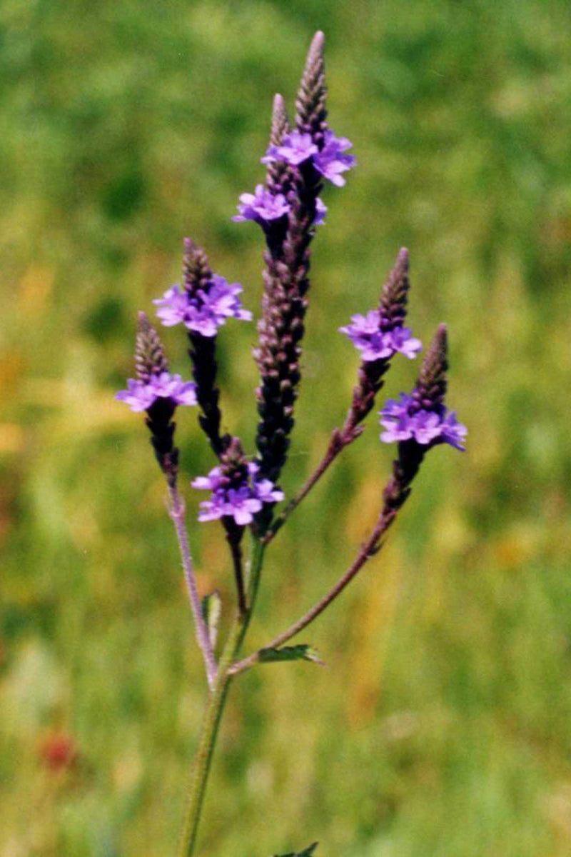 Verbena hastata | Blue Vervain | 1000_Seeds – Butterfly Garden Seeds