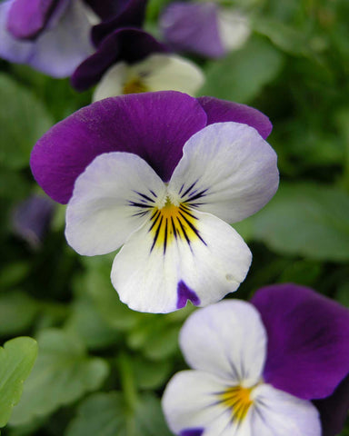 Viola tricolor Helen Mount | Johnny Jump Up | Heartsease | 200_Seeds ...