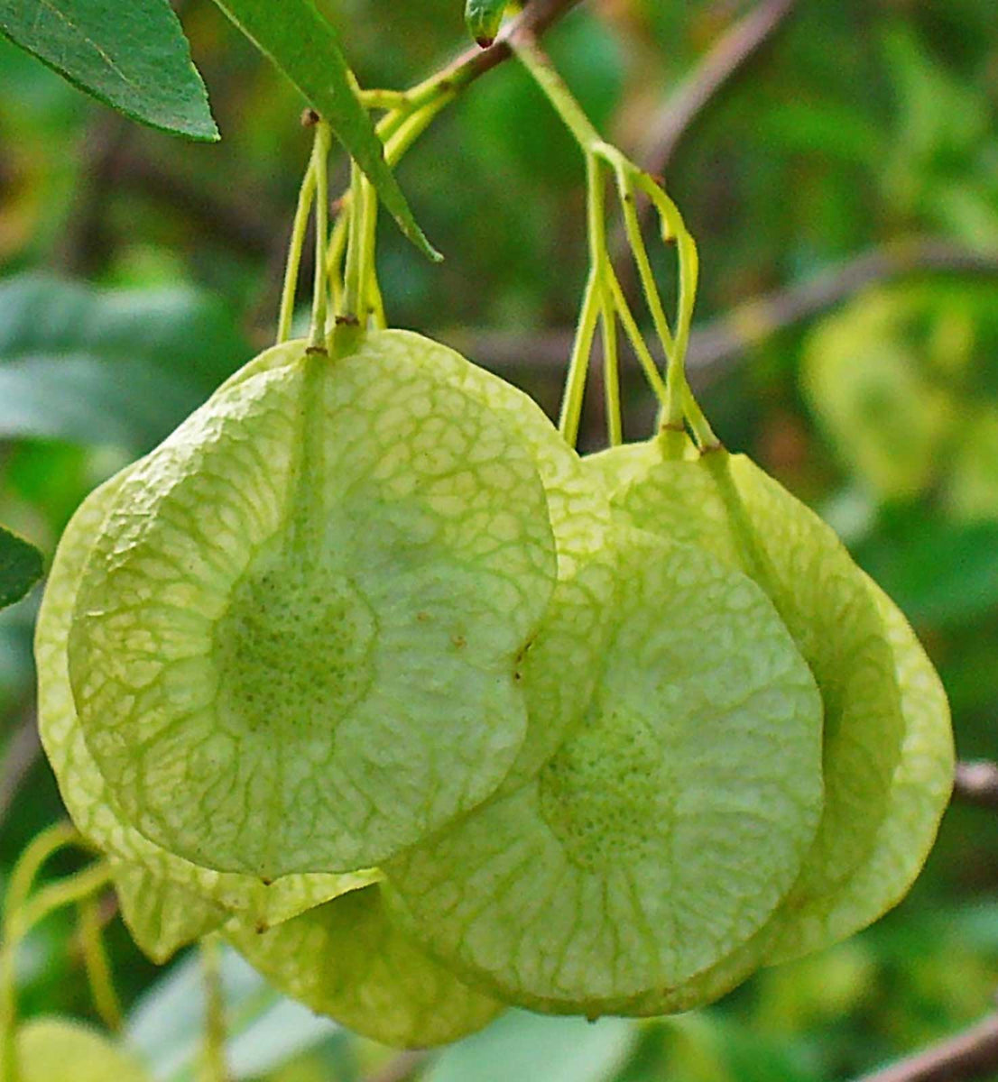 Ptelea trifoliata | Hoptree | Stinking Ash | Wafer Ash | 20_Seeds ...