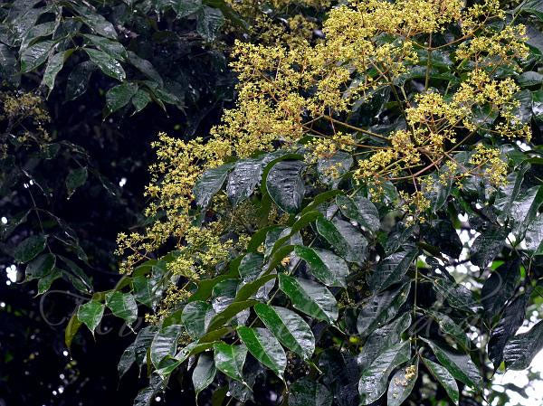 Zanthoxylum rhetsa | Cape Yellowwood | Ivy Rue | Indian Pepper | 20_Se ...