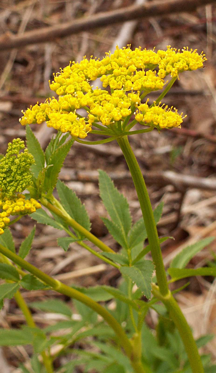 Zizia aurea | Golden Alexanders | 20_Seeds – Butterfly Garden Seeds